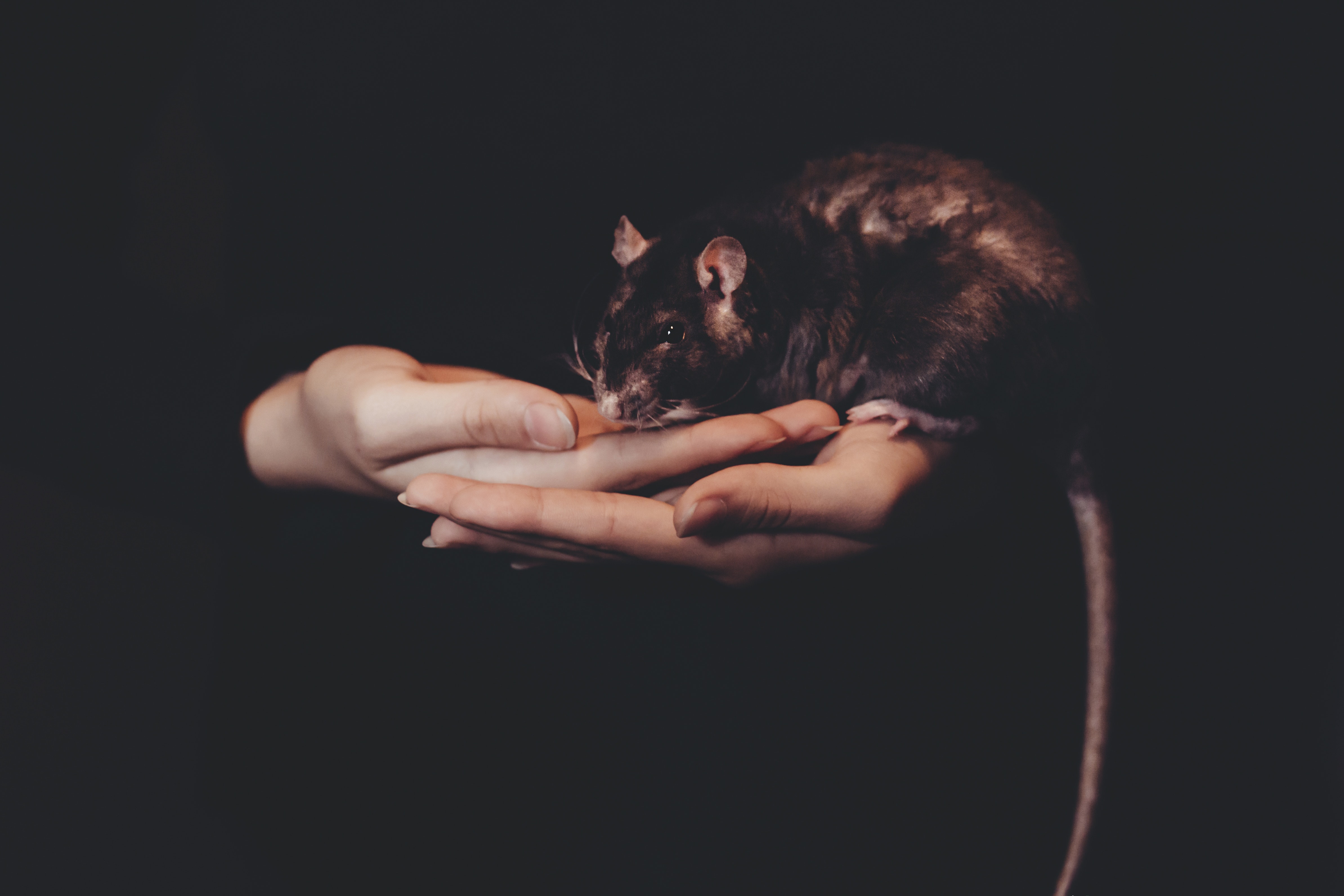 Deep Learning for Rat Squeaks, Machine Learning for Intent Signals ...